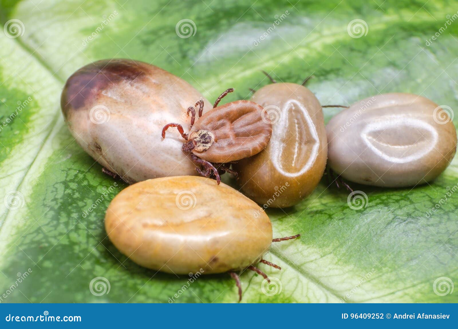 Ticks Filled With Blood Sit On A Green Leaf Stock Photography ...