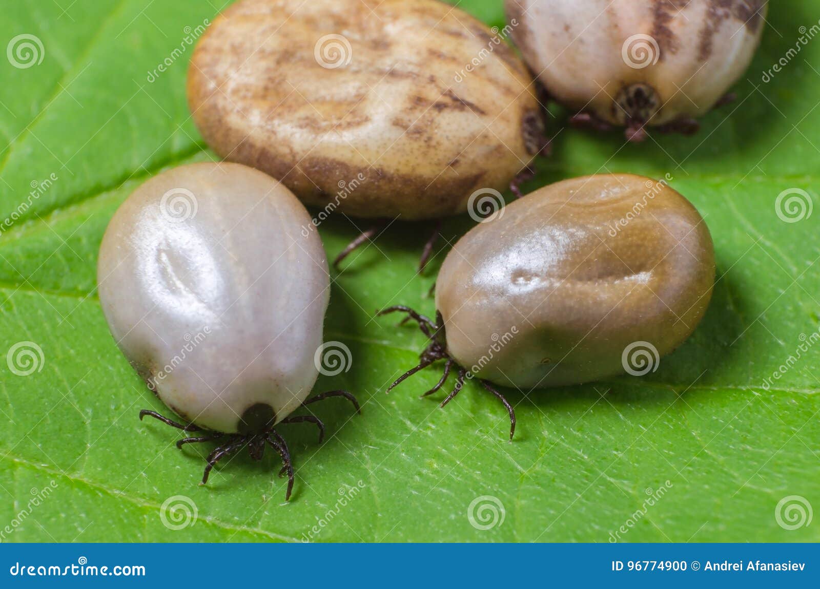 Ticks Filled with Blood Sit on a Green Leaf Stock Photo - Image of ...