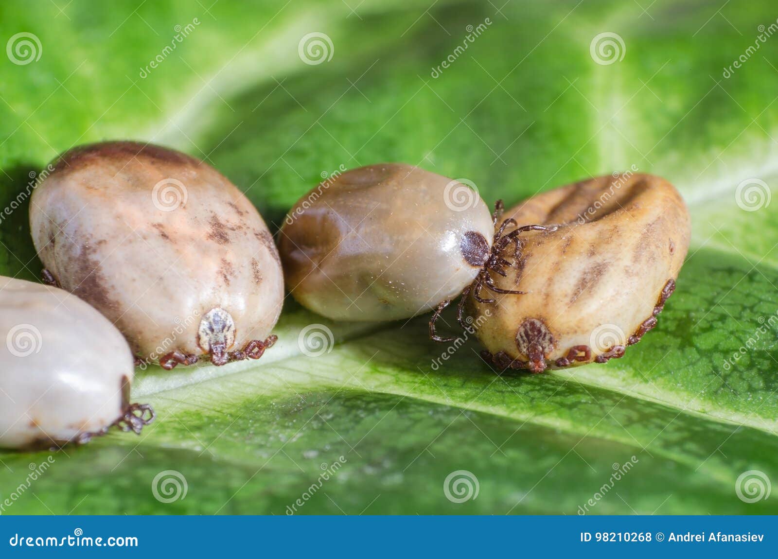 Ticks Filled With Blood Sit On A Green Leaf Stock Image | CartoonDealer ...