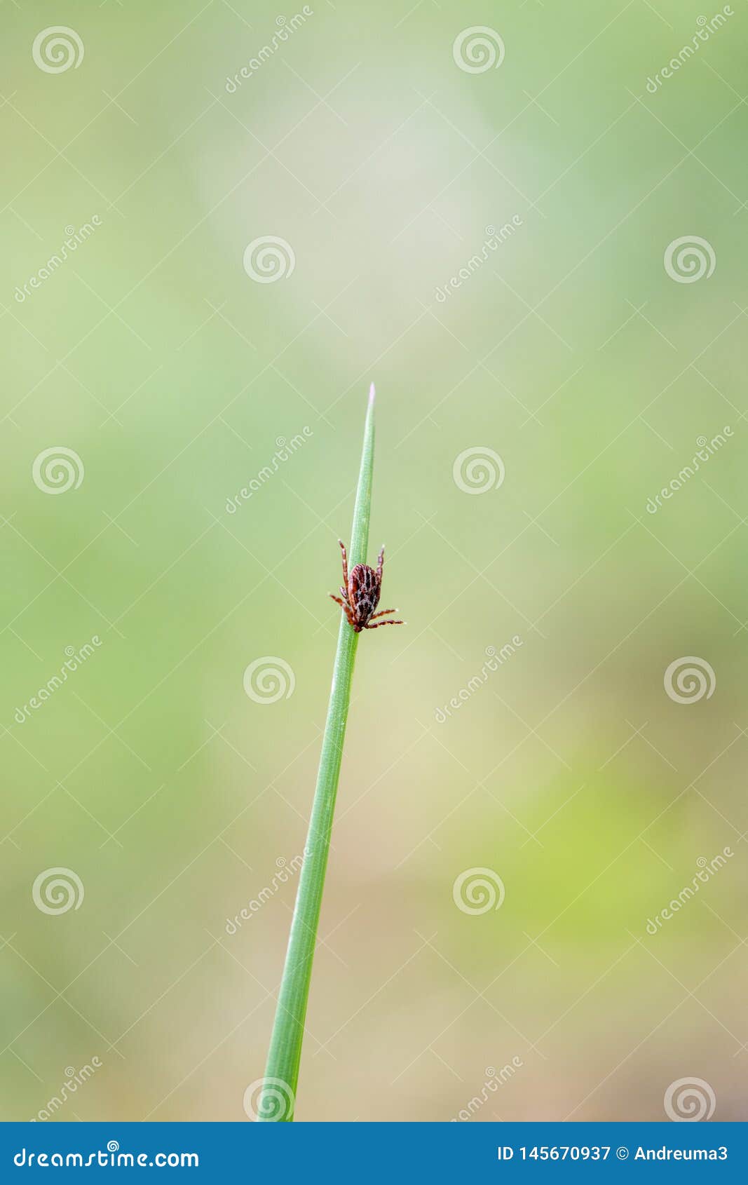 Ticks Hung on Blade of Grass Stock Image - Image of ticks, macro: 145670937