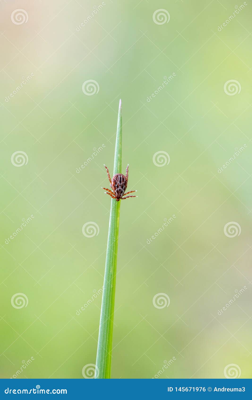 Ticks Hung on Blade of Grass Stock Photo - Image of background, deer ...
