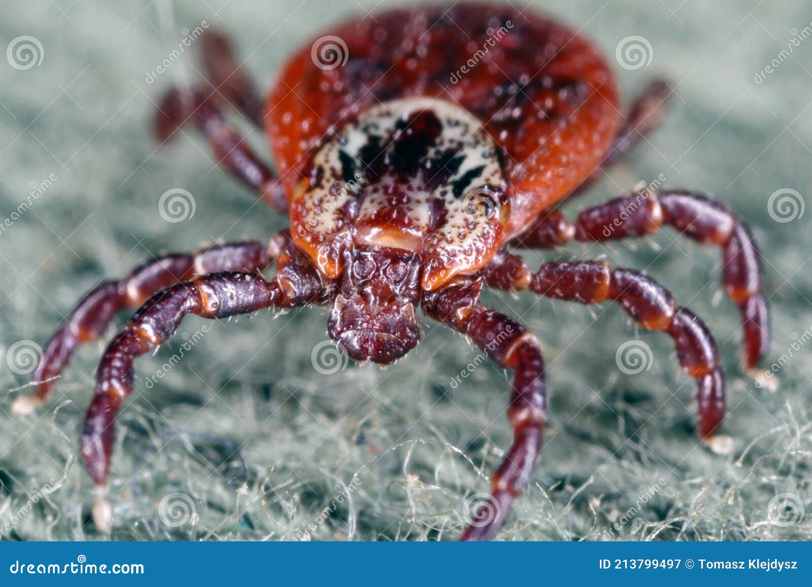 Tick Walking on Clothes. High Magnification. Stock Image - Image of ...