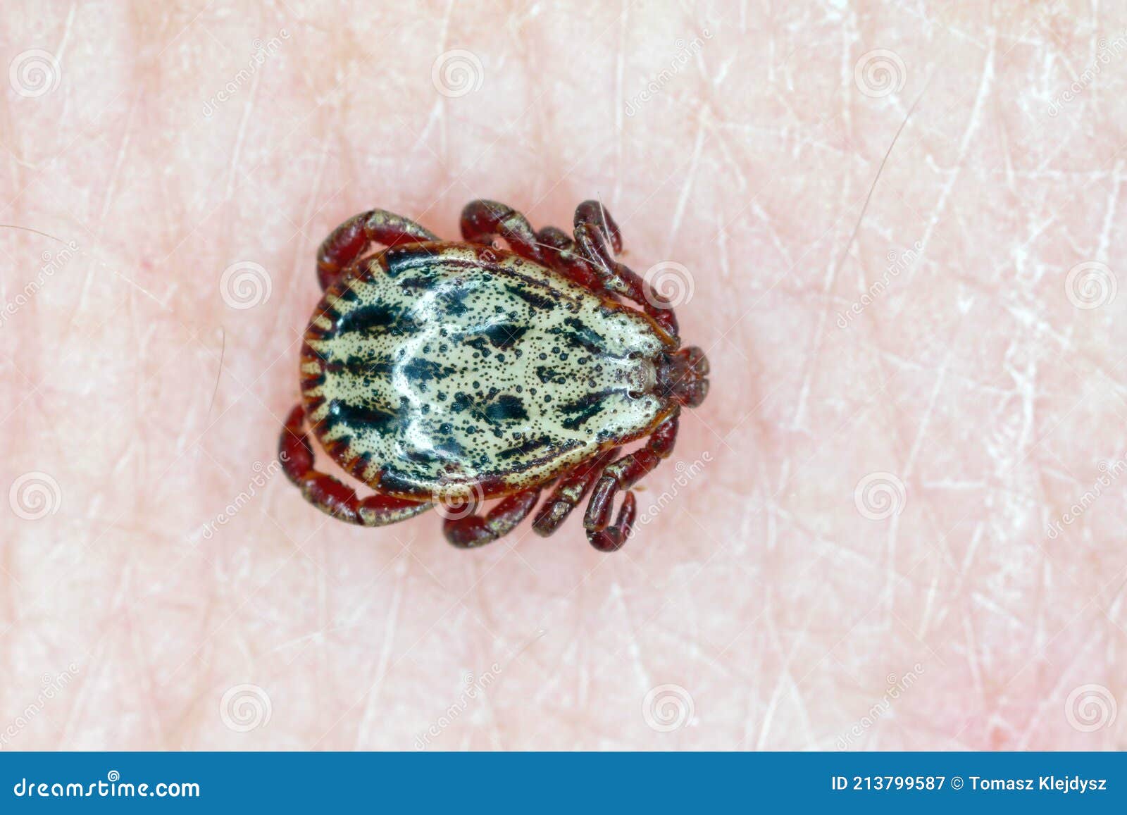 Tick Walking on Clothes. High Magnification. Stock Image - Image of ...