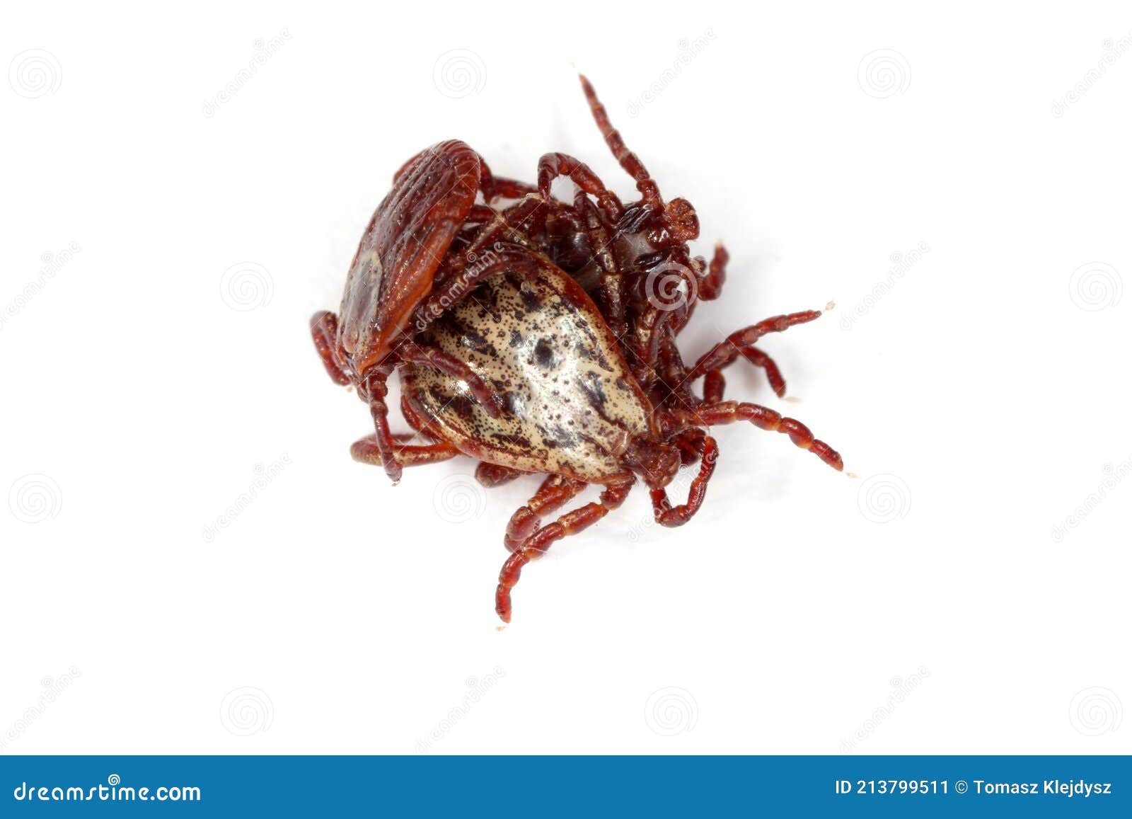 Ticks Ixodida on a White Background. High Magnification Stock Image ...