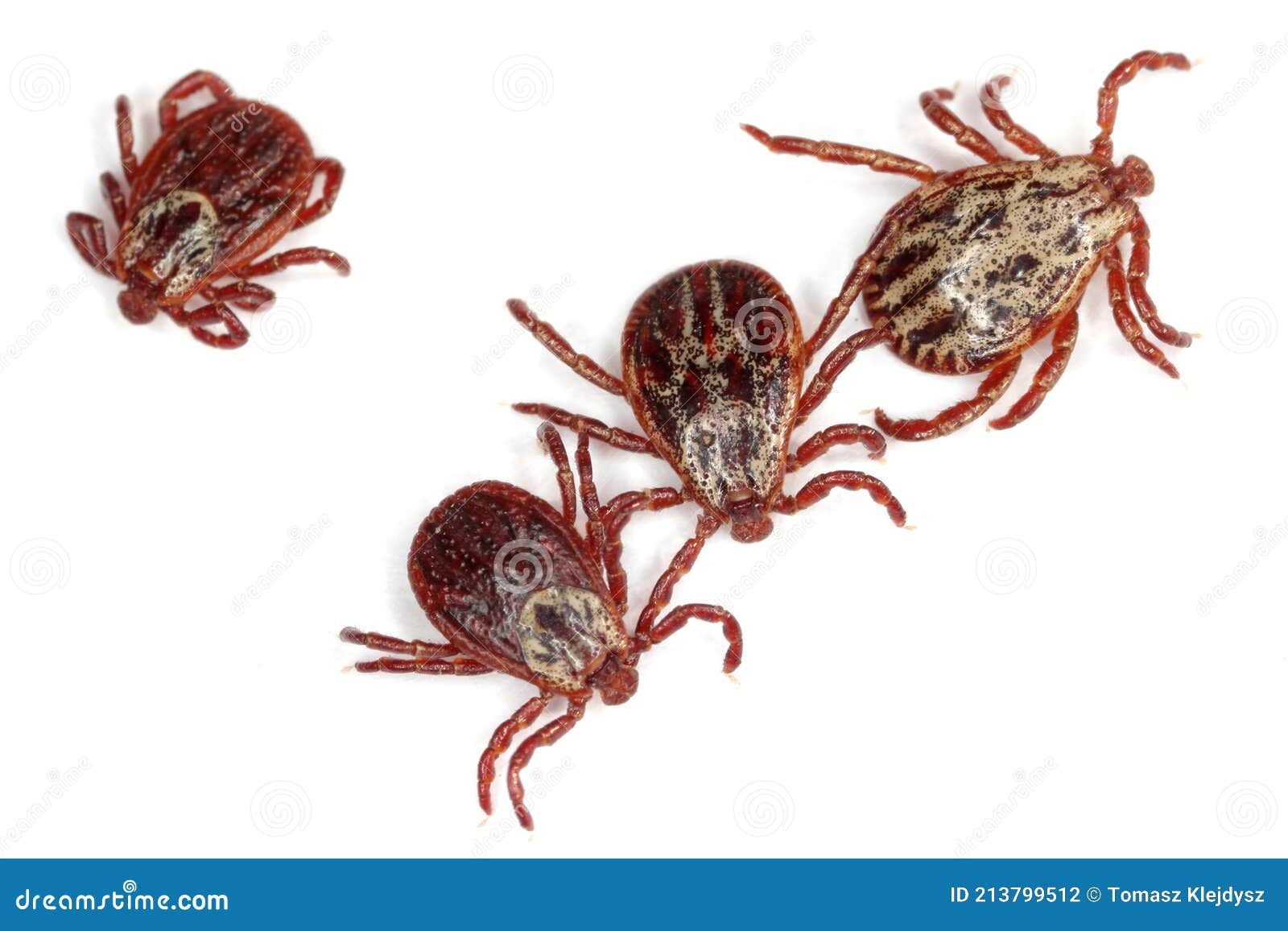 Ticks Ixodida on a White Background. High Magnification Stock Photo ...