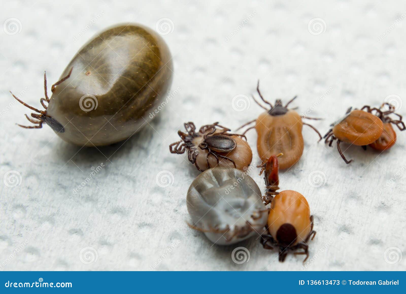 Ticks on White Background, Ticks Cocktail Stock Image - Image of ...