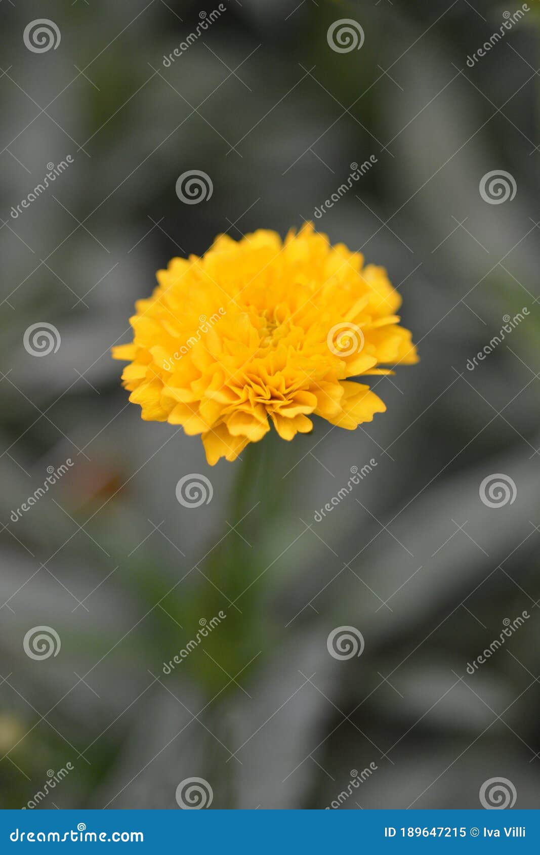 Tickseed Solena Compact Gold Stock Image - Image of plant, gold: 189647215