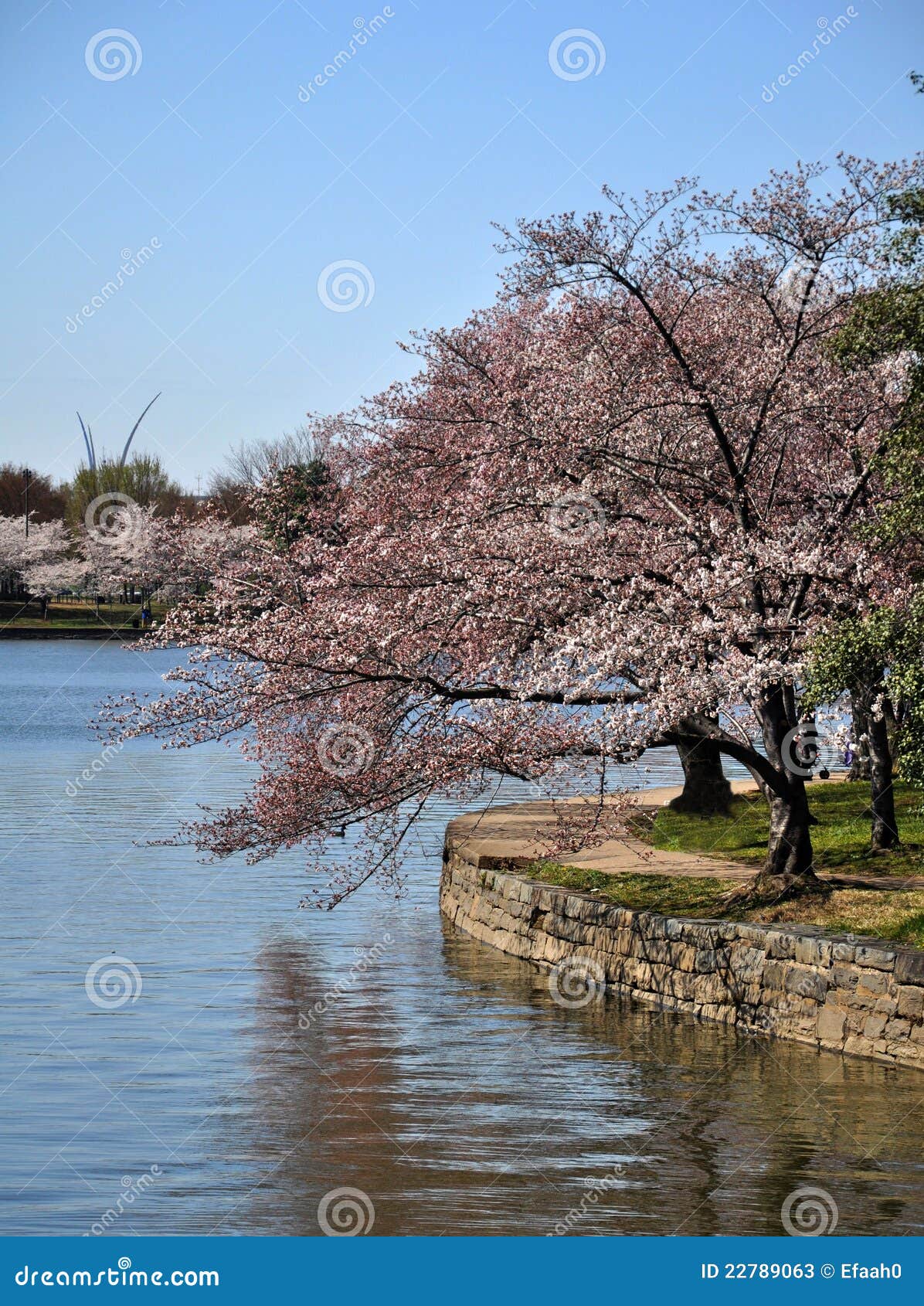 Tidal Basin Walk Path and Cherry Blossoms 2 Stock Image - Image of ...