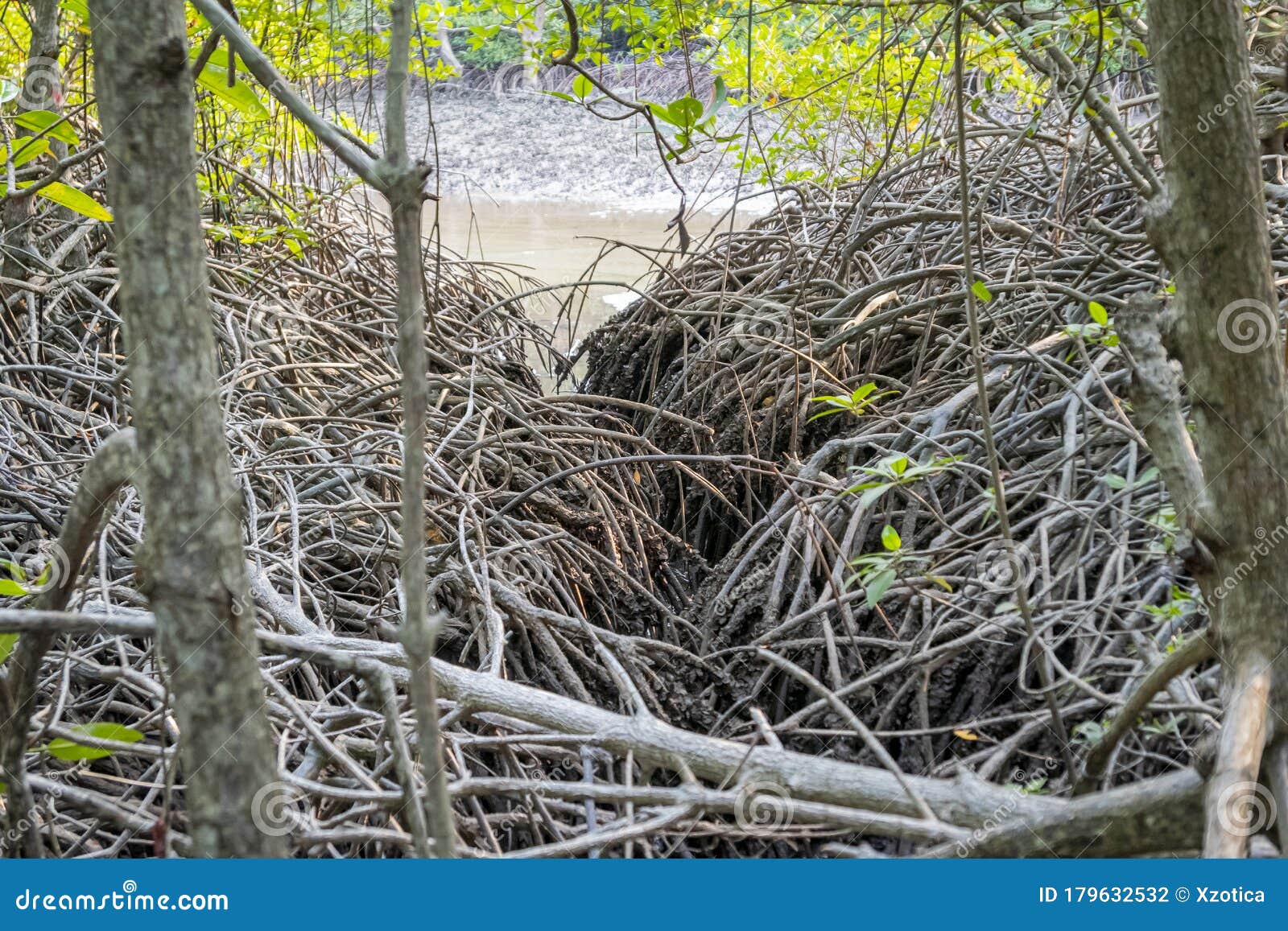 The tidal creek stock photo. Image of entangled, outdoor - 179632532