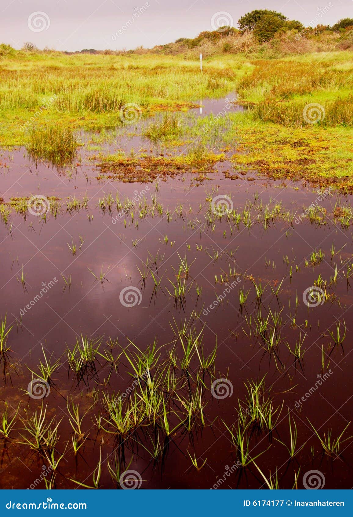 Tidal marsh stock image. Image of green, scenic, grass - 6174177