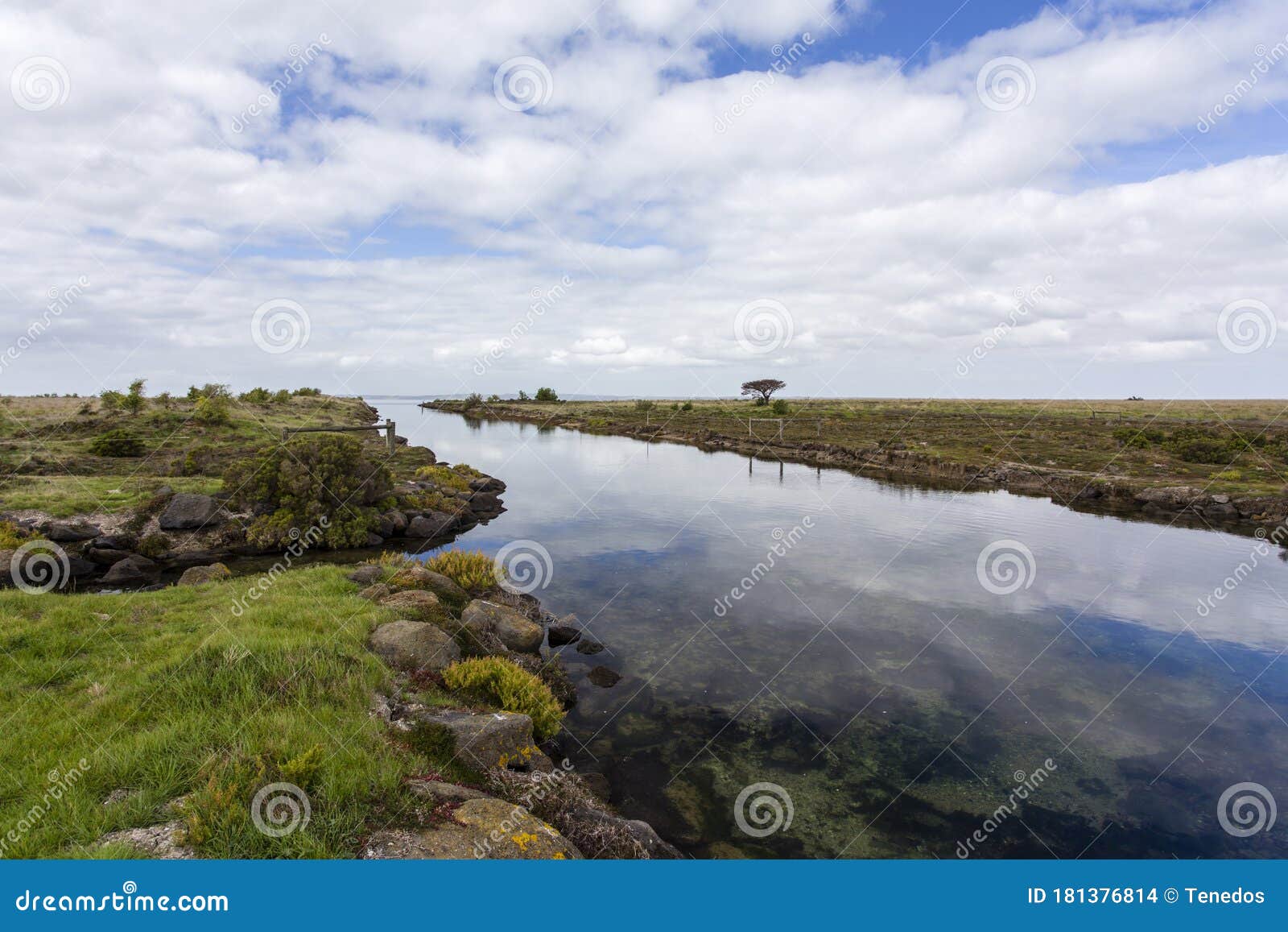 Tidal Marsh at South Australia Stock Photo - Image of pigface ...