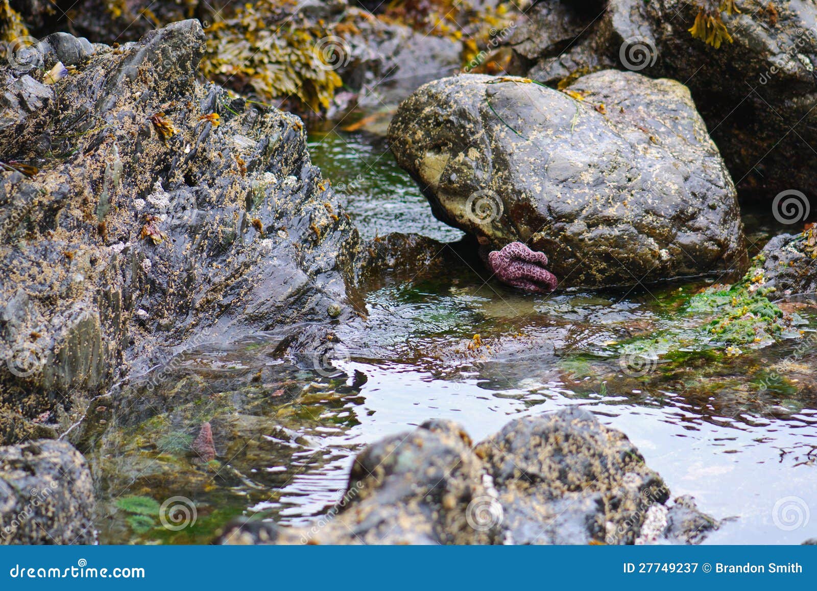 Tidal pool stock image. Image of shell, coast, anemone - 27749237