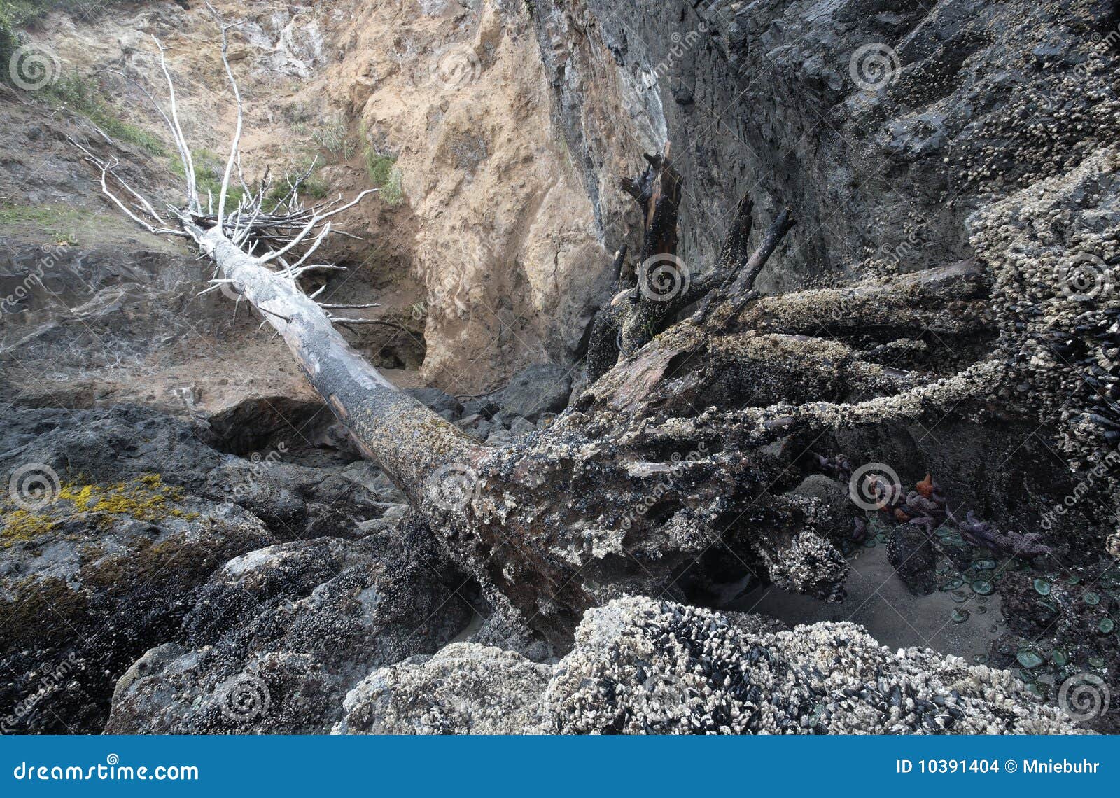 Tidal Pool with Tree at Low Tide Stock Photo - Image of bivalve ...