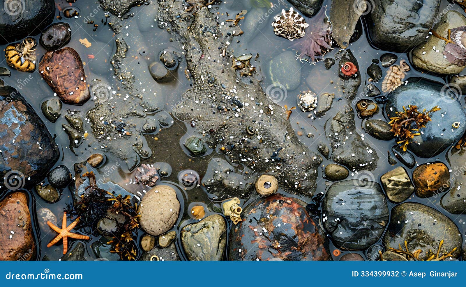 Tidal Pool with Various Small Marine Stock Illustration - Illustration ...