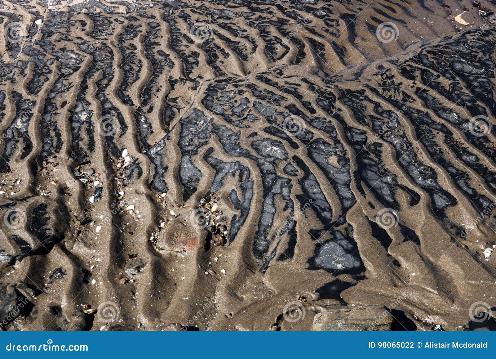 Tidal Sand Flats, Stream And Salt Marsh Of Nature Reserve Boschplaat On ...