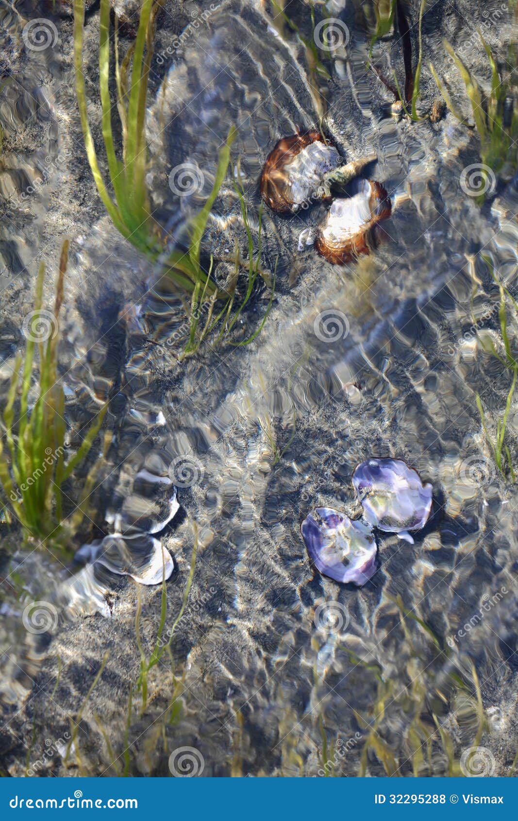 Tidal Shallows stock photo. Image of shell, tide, coastline - 32295288