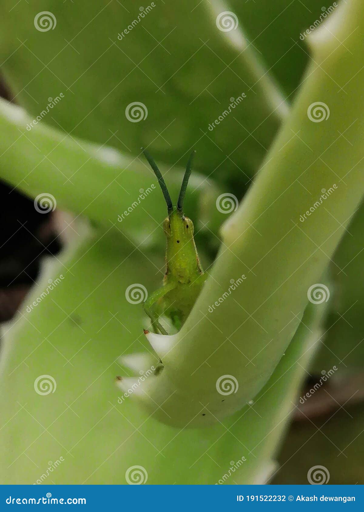 Tiddi Stock Photos - Free & Royalty-Free Stock Photos from Dreamstime