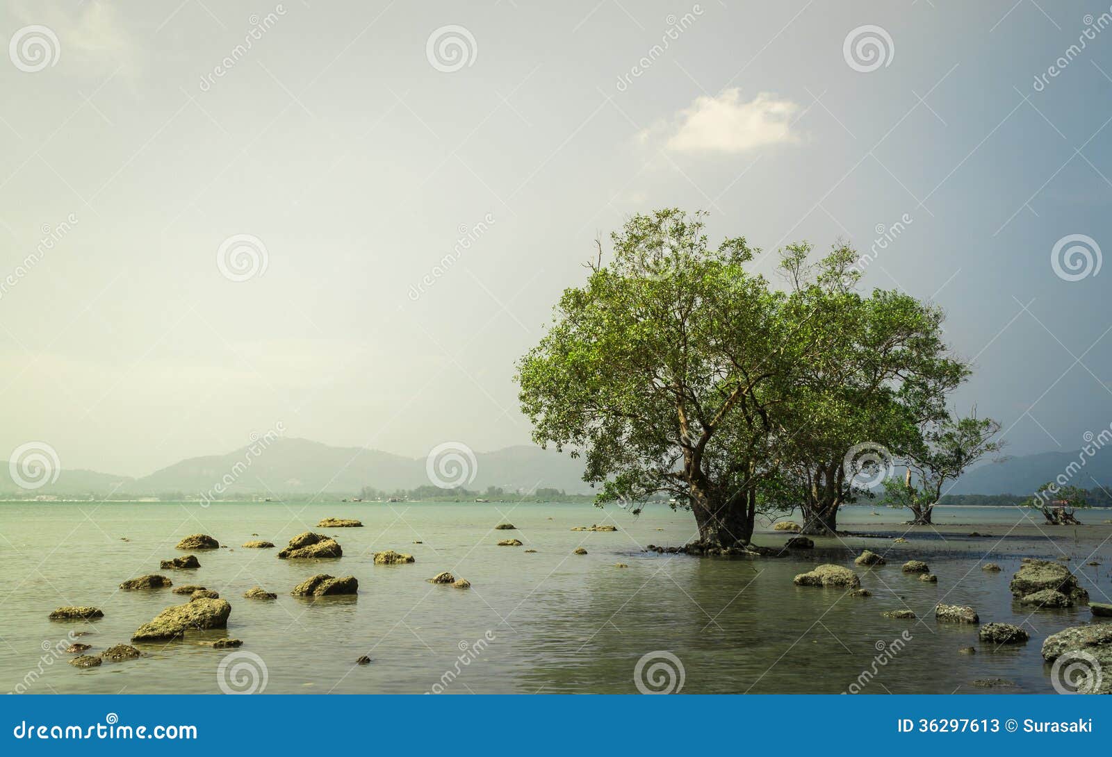 When the tide is coming in stock image. Image of environment - 36297613