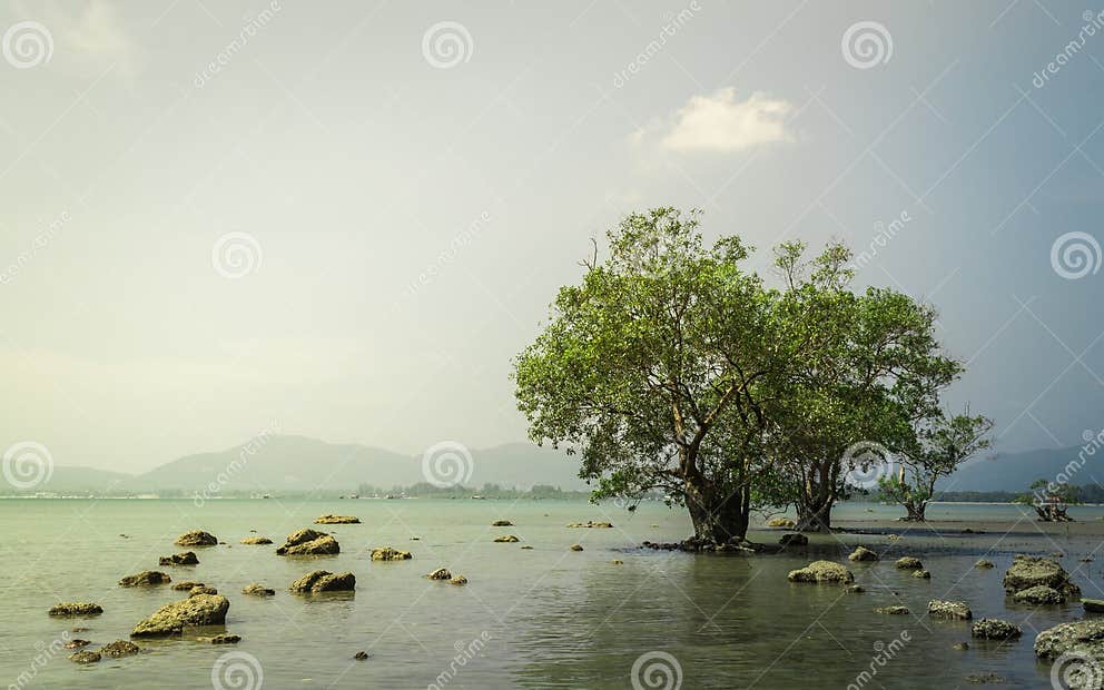 When the tide is coming in stock image. Image of environment - 36297613