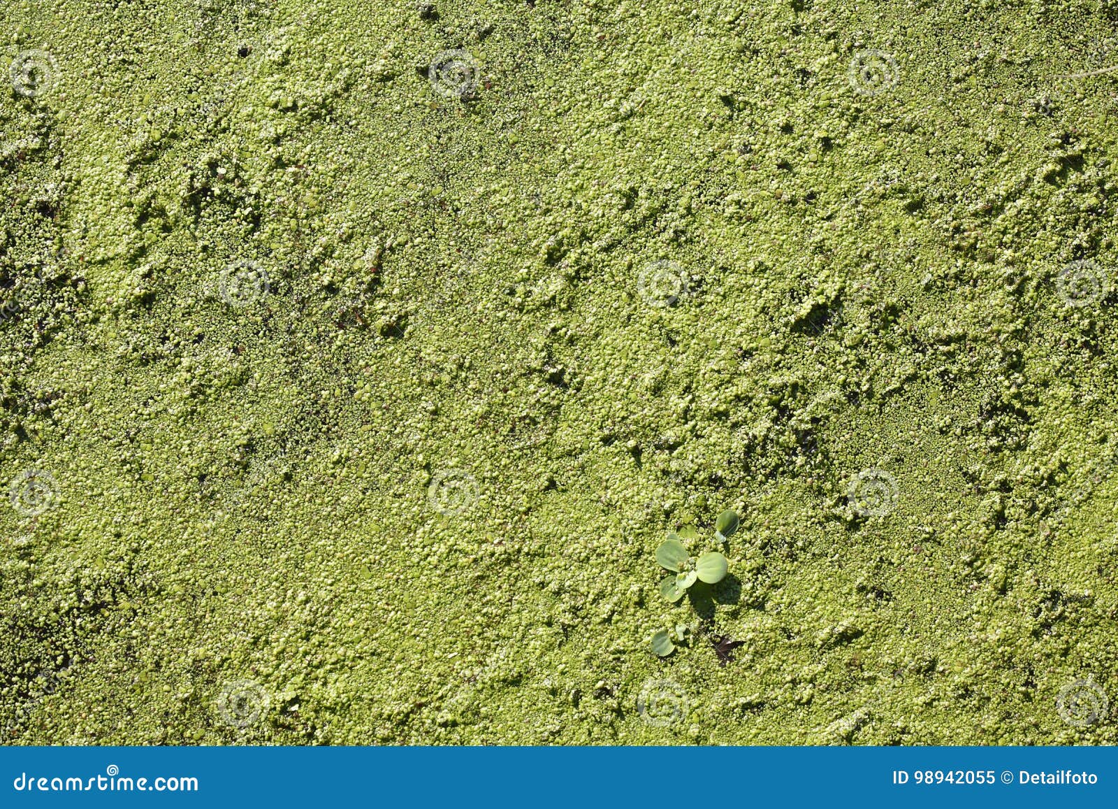 Tide of green algae stock image. Image of green, germany - 98942055