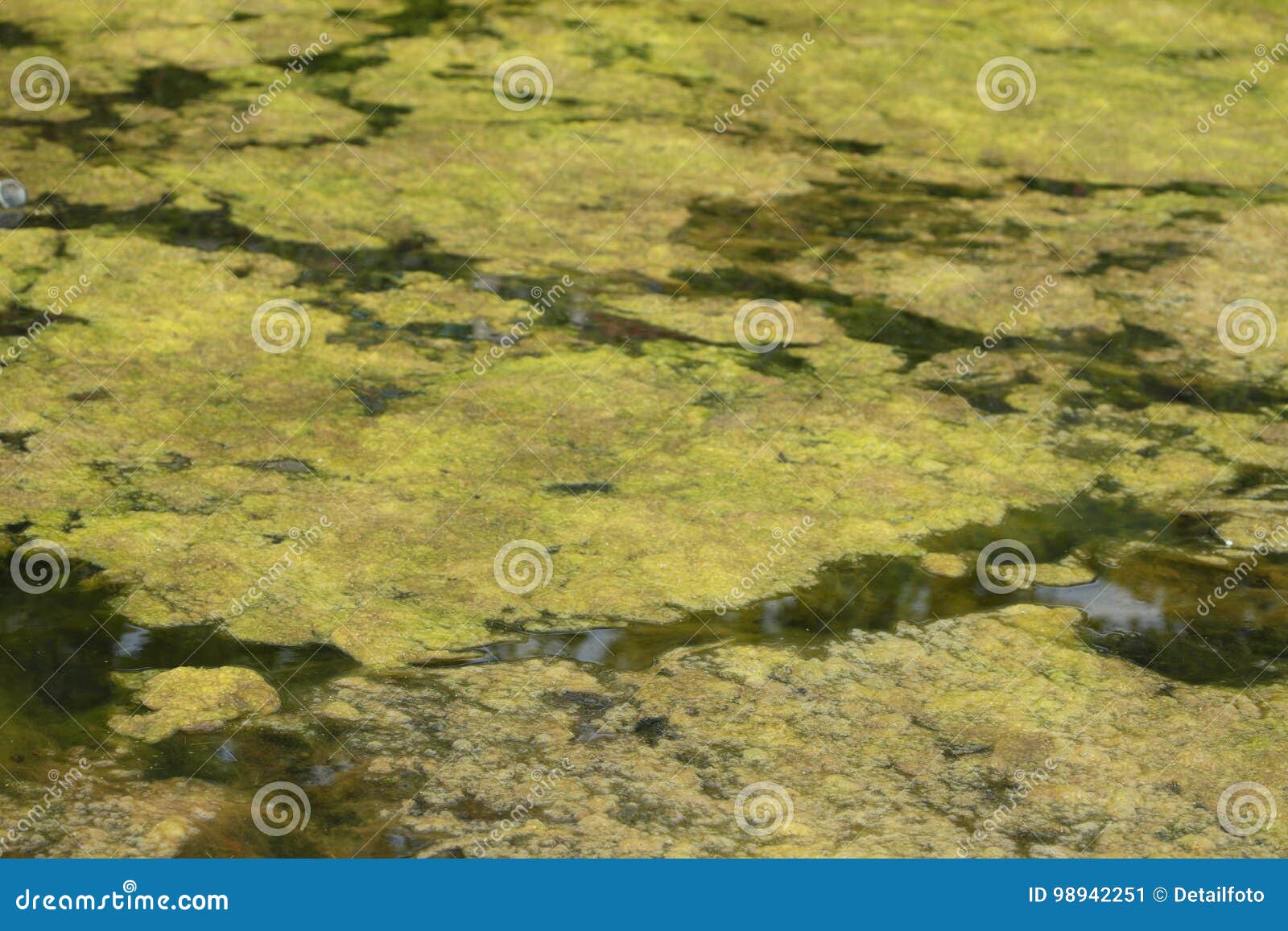 Tide of green algae stock image. Image of plants, waters - 98942251