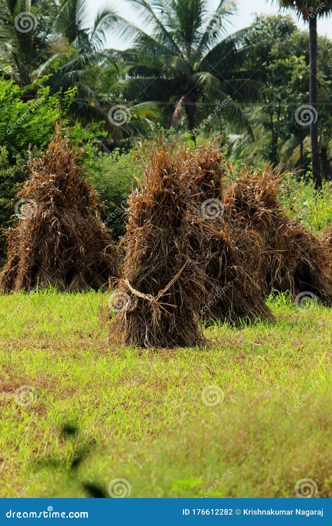 Paddy Straw And Old House In Madhubani India Stock Photo ...