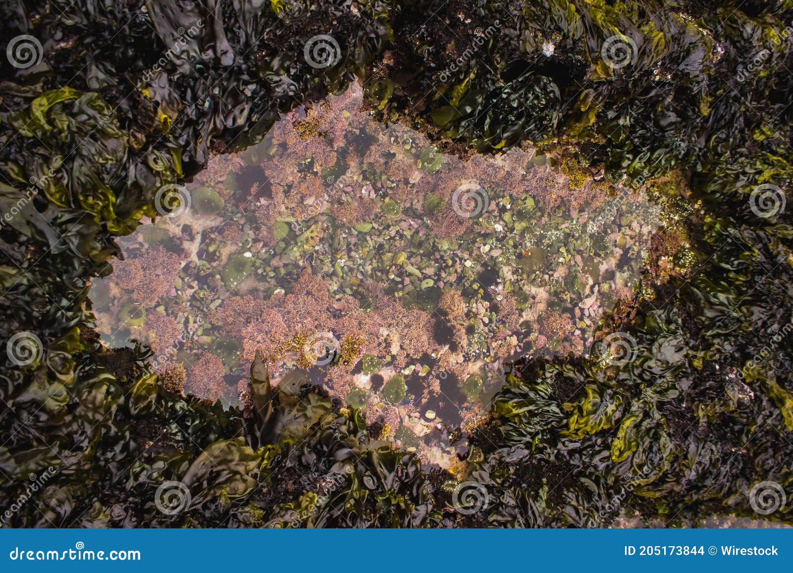 Tide Pool on a Botanical Beach Stock Photo - Image of coast, shore ...