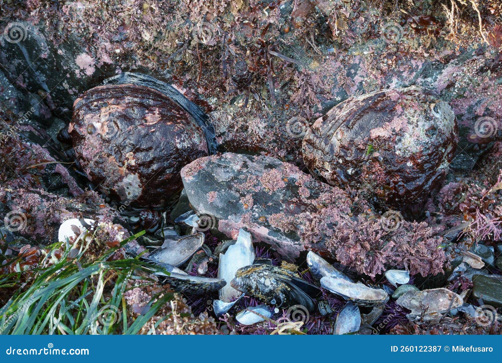 Tide pool ecosystem stock image. Image of kelp, ecosystem - 260122387