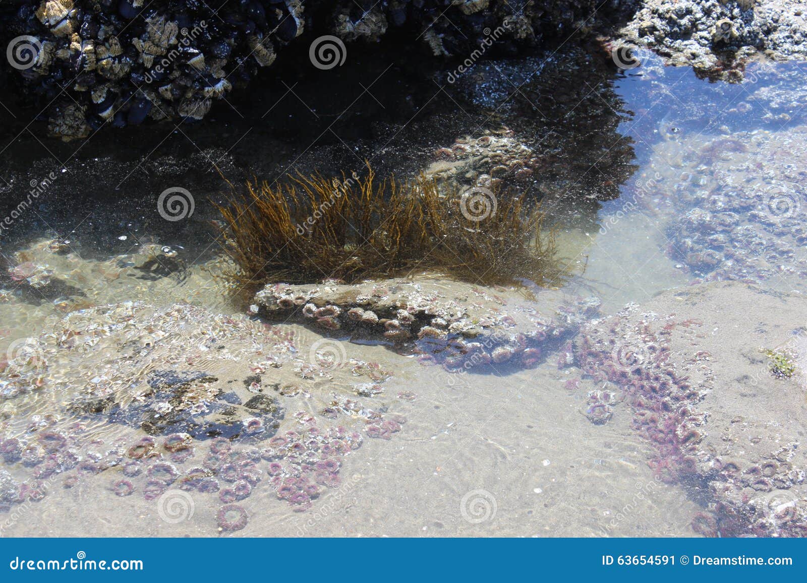 Tide pool life stock image. Image of tide, life, pool - 63654591