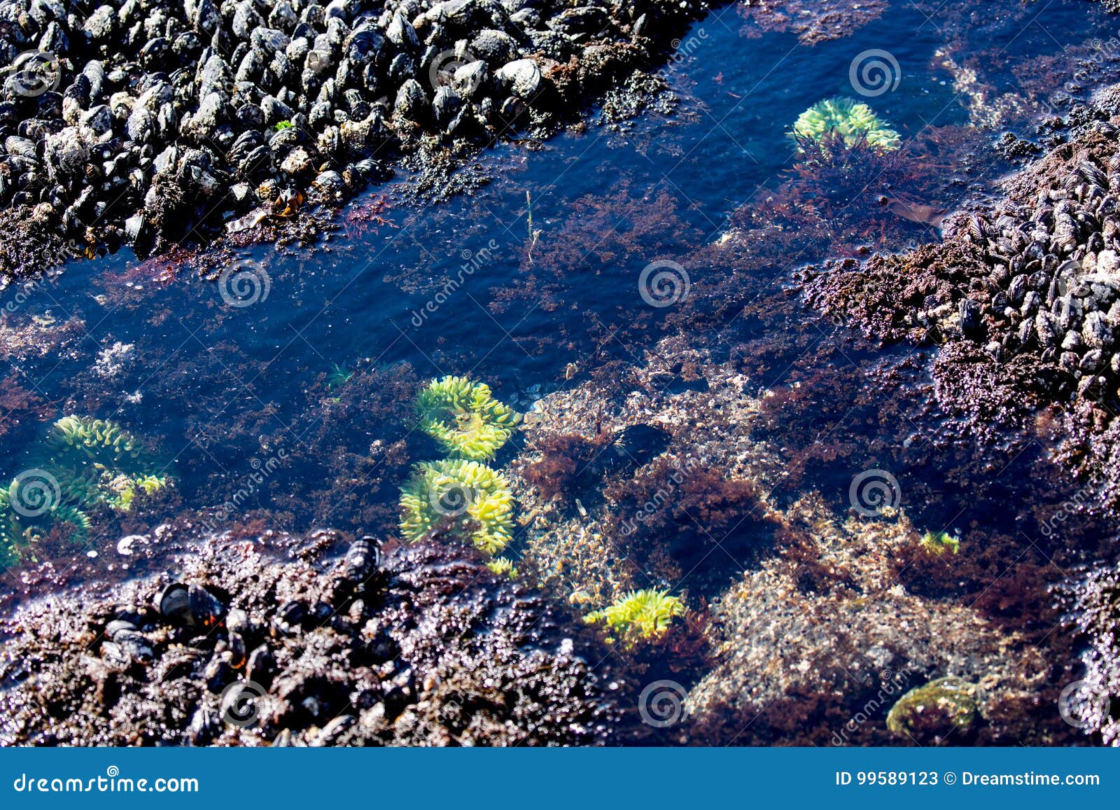 Tide Pool on the Oregon Coast Stock Image - Image of muscles, oregon ...