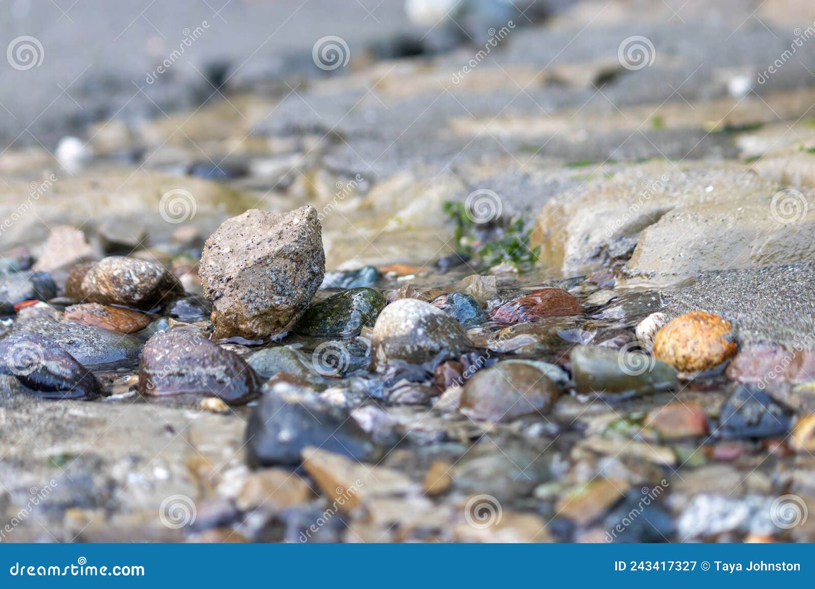 Tide Pool Rocks Covered in Seaweed Barnacles and Water Stock Image ...