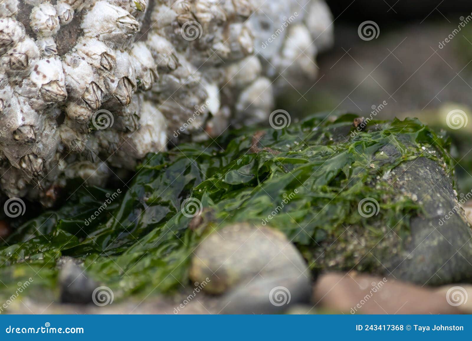 Tide Pool Rocks Covered in Seaweed Barnacles and Water Stock Photo ...