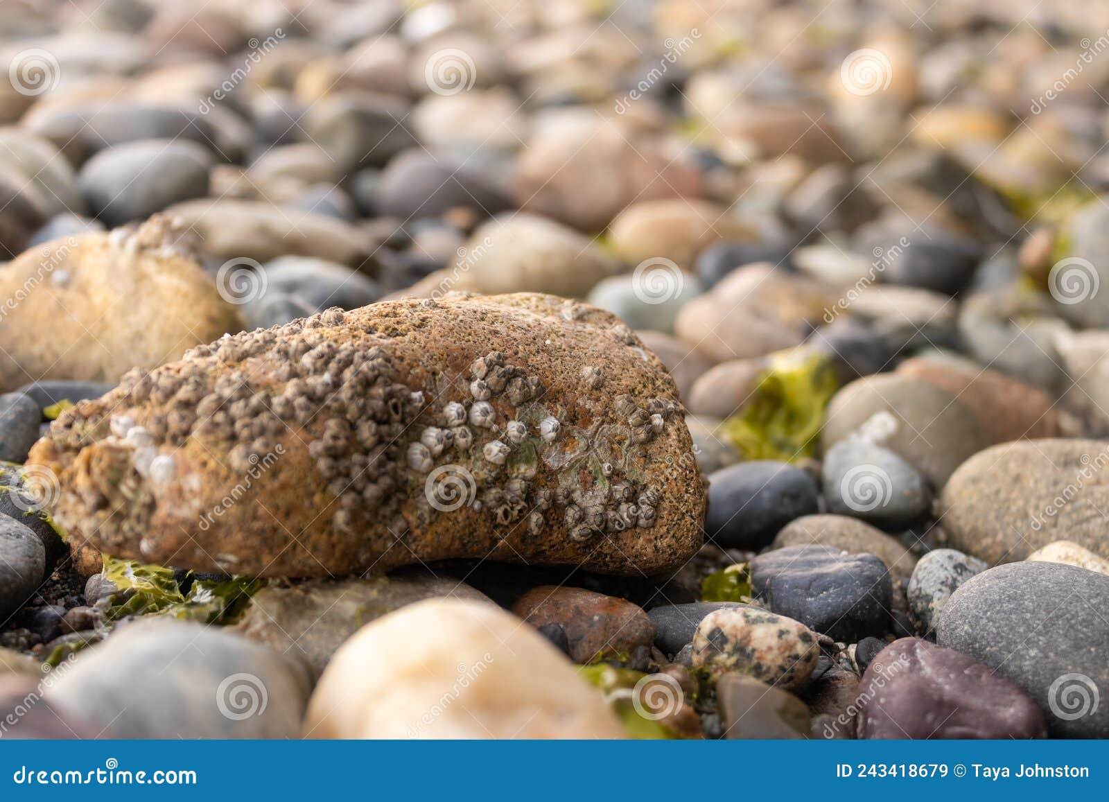 Tide Pool Rocks Covered in Seaweed Barnacles and Water Stock Image ...