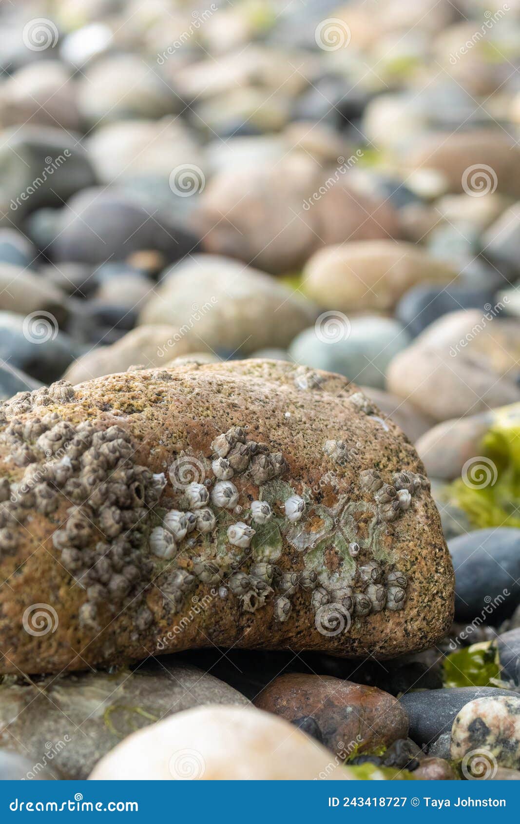Tide Pool Rocks Covered in Seaweed Barnacles and Water Stock Image ...