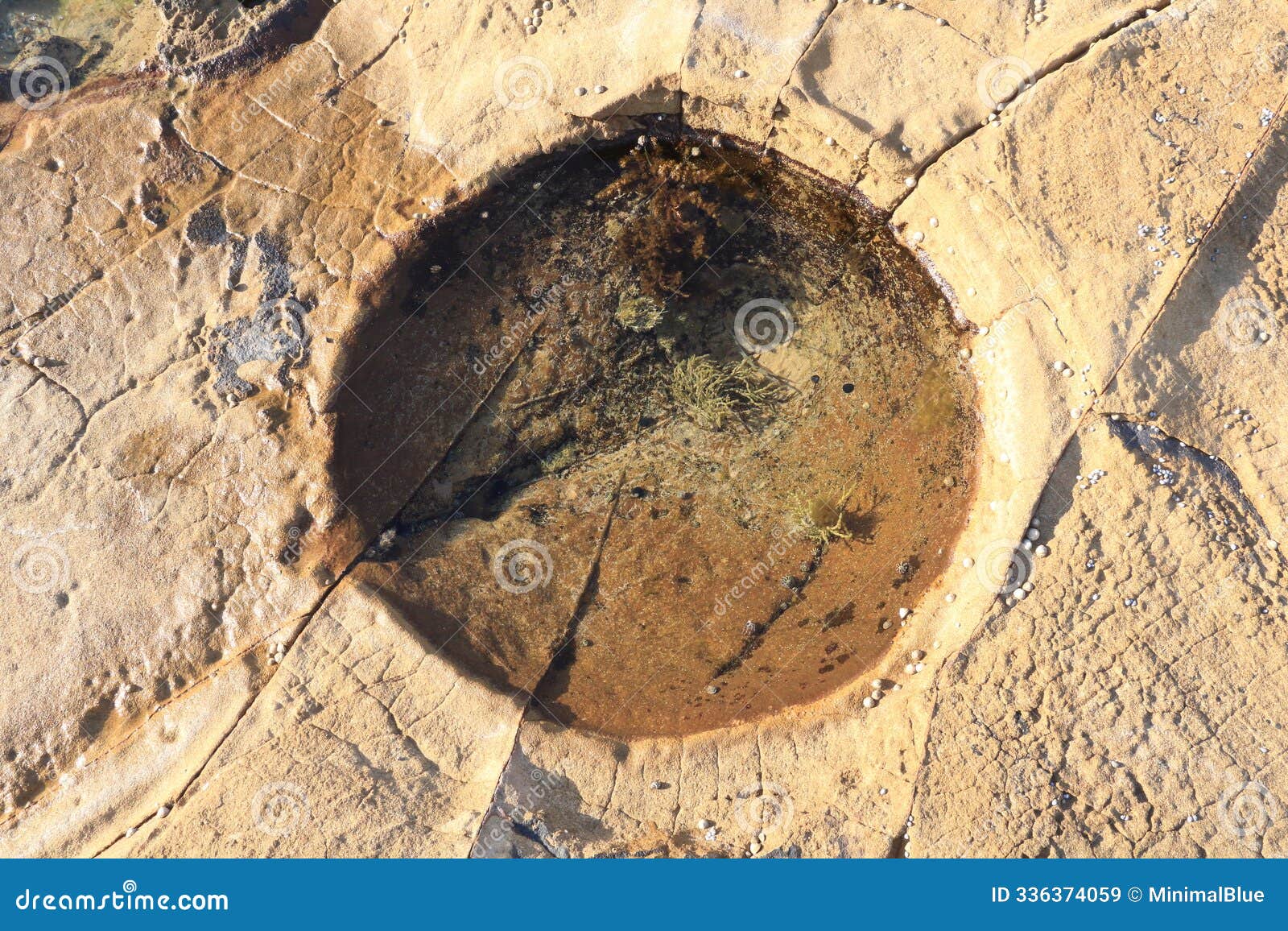 Tide Pool on a Rocky Surface with Small Marine Plants and Algae Forming ...