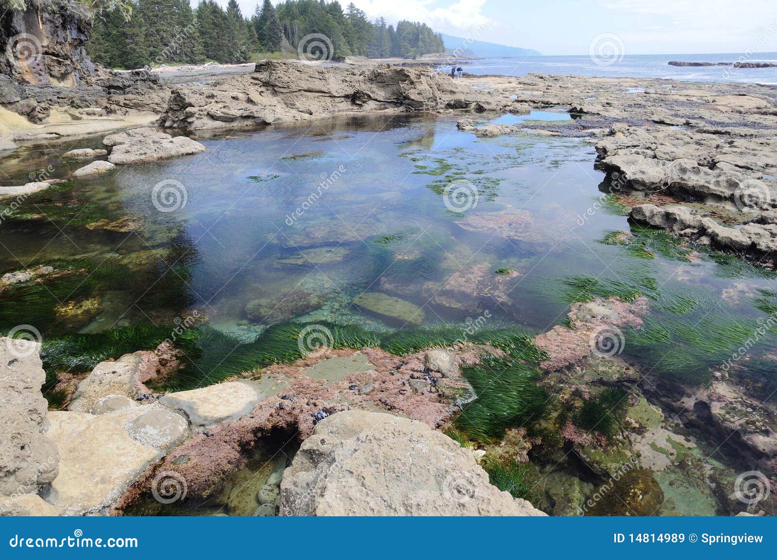 Tide pools stock image. Image of marine, pools, shoreline - 14814989