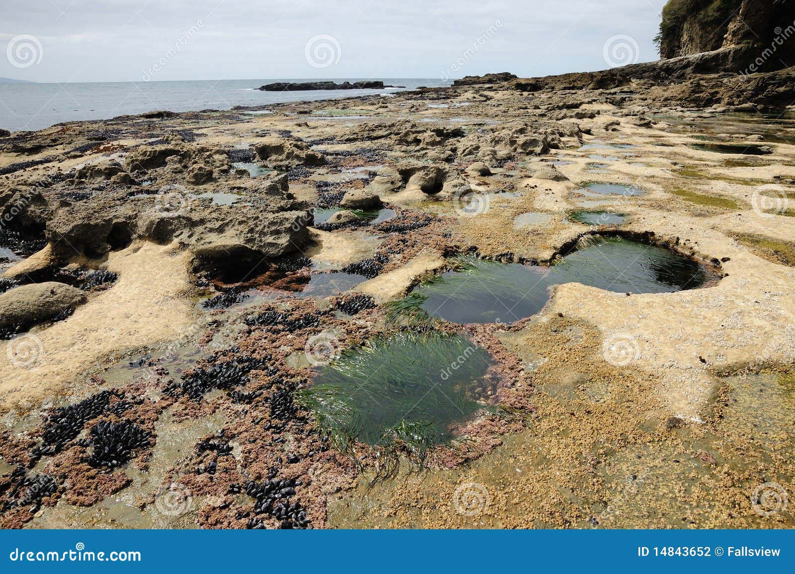 Tide pools stock photo. Image of seafront, rocky, beach - 14843652