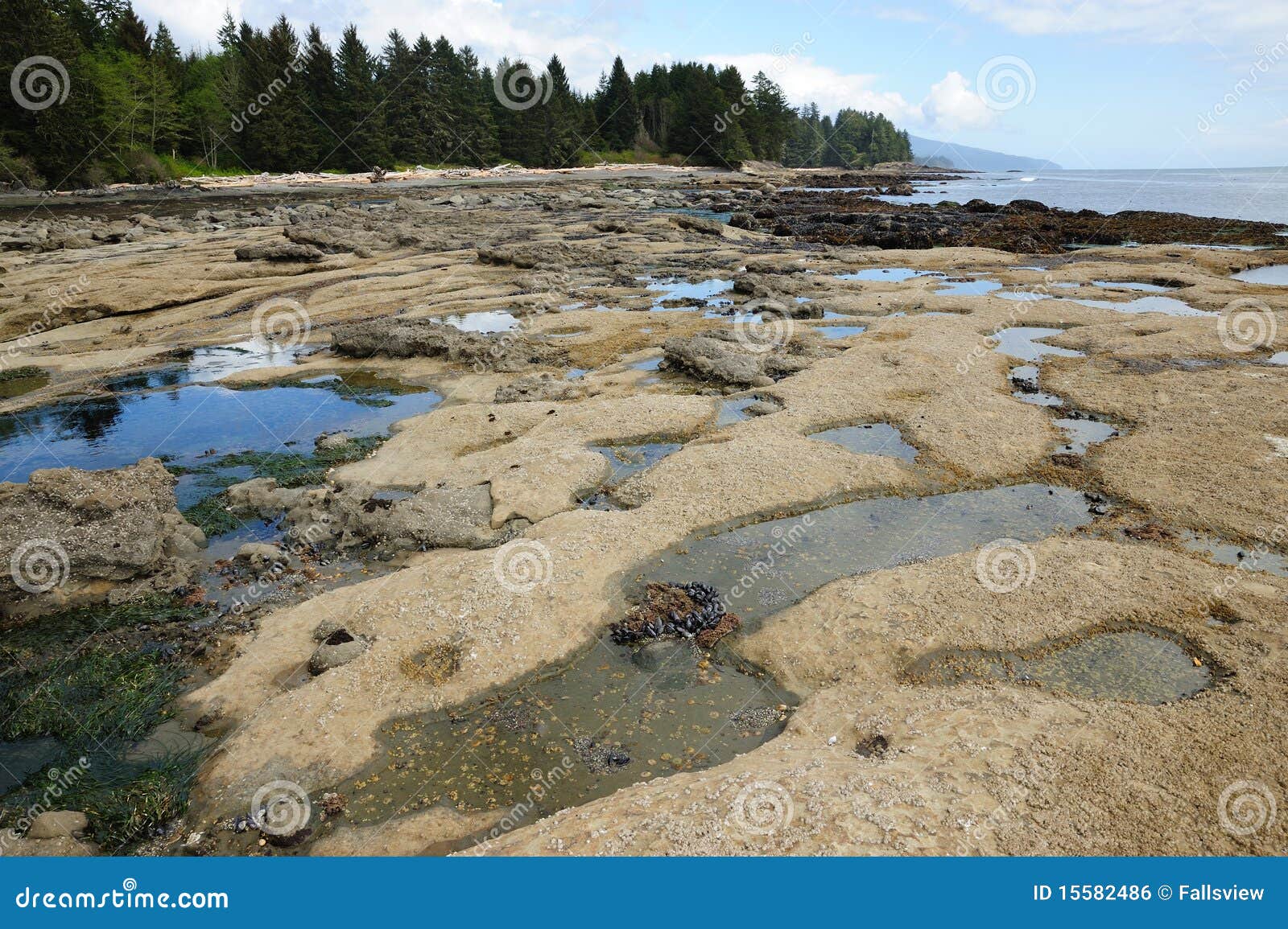 Tide pools stock photo. Image of beach, shoreline, seaside - 15582486