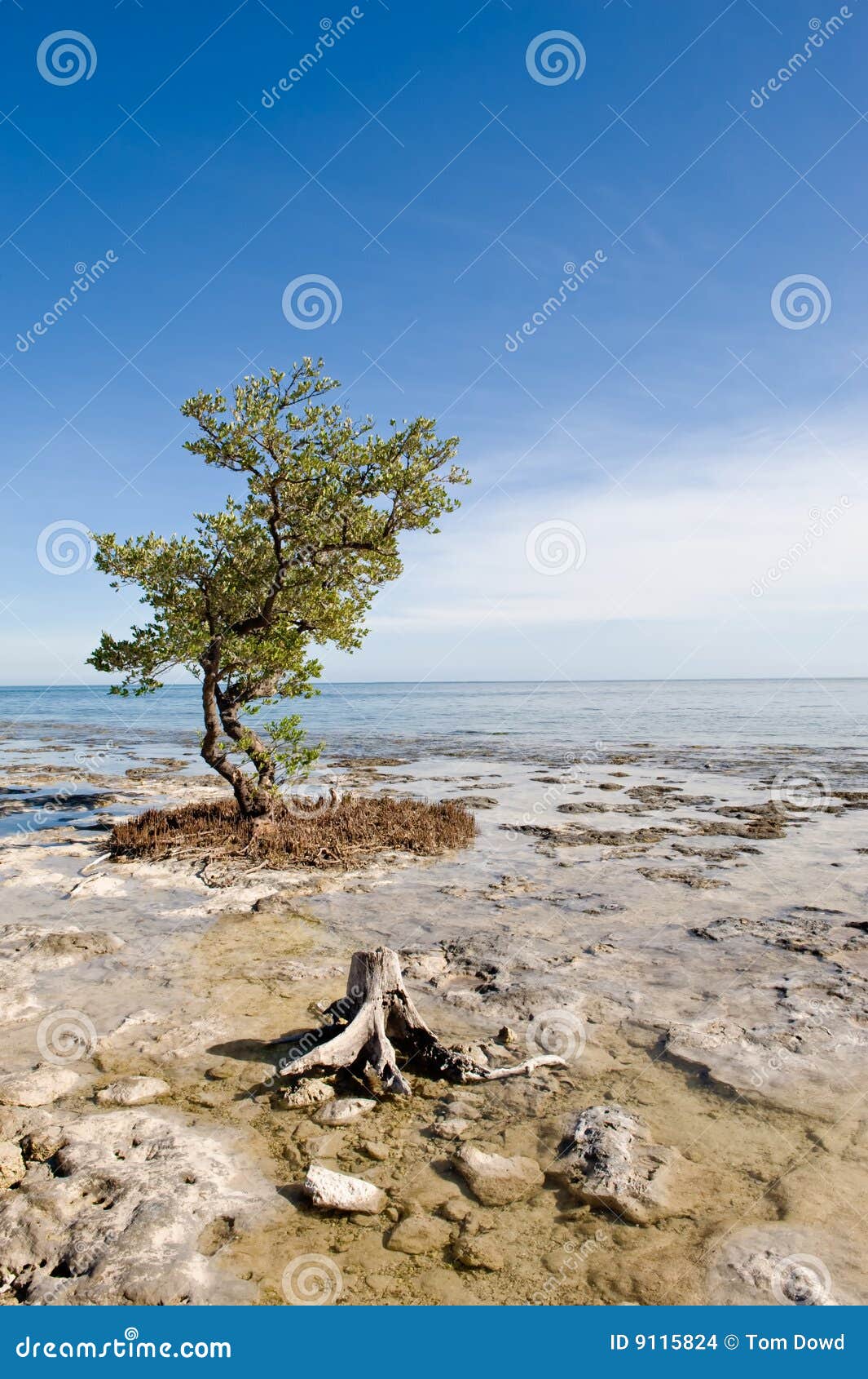 Tide Pools In Marineland, Florida At Sunrise Royalty-Free Stock ...
