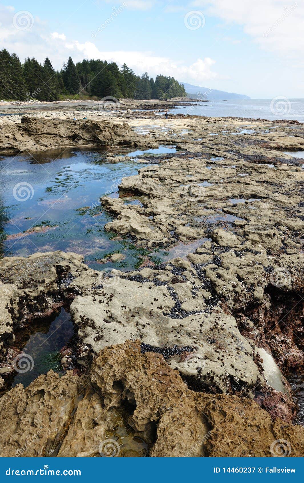 Tide pools on beach stock image. Image of tide, pool - 14460237
