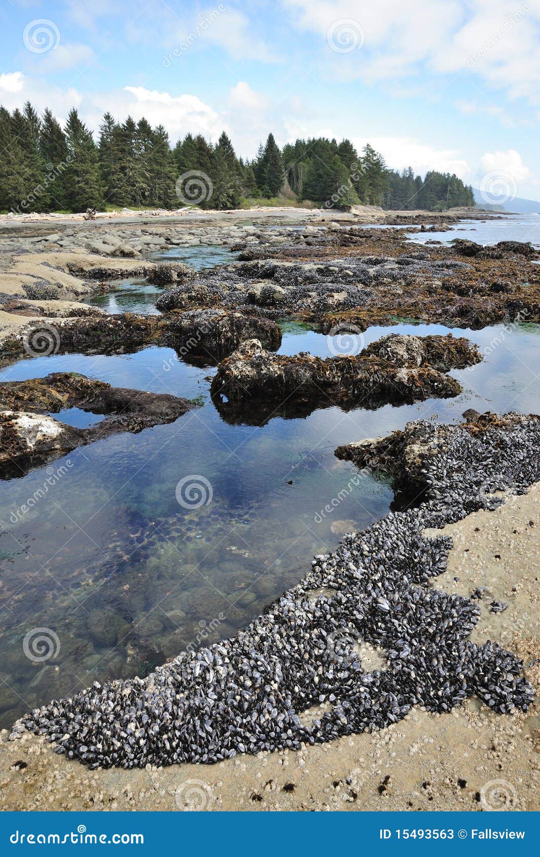 Tide pools on beach stock image. Image of life, island - 15493563