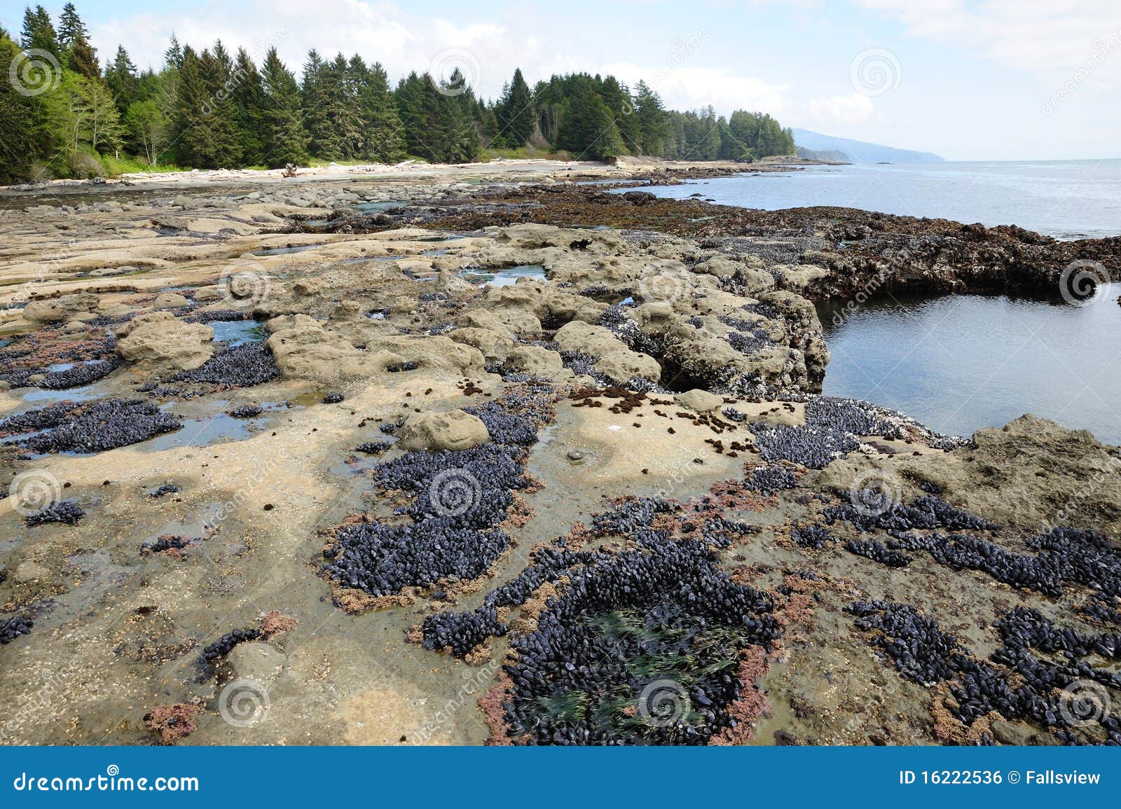 Tide pools on beach stock photo. Image of seafront, provincial - 16222536