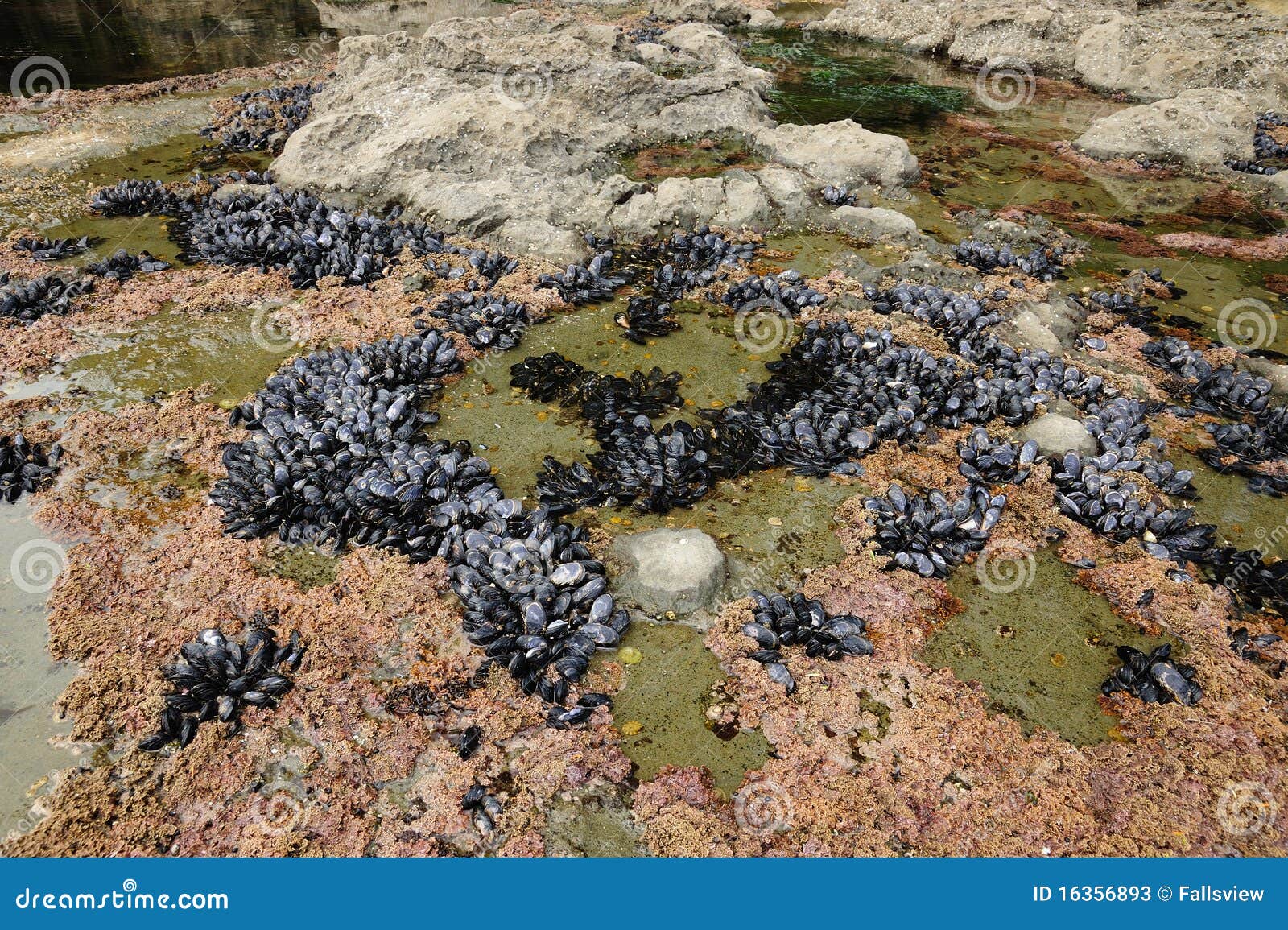 Tide pools on beach stock image. Image of tide, ocean - 16356893