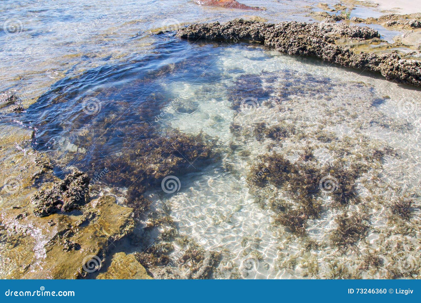 1,254 Coral Reef Low Tide Stock Photos - Free & Royalty-Free Stock ...