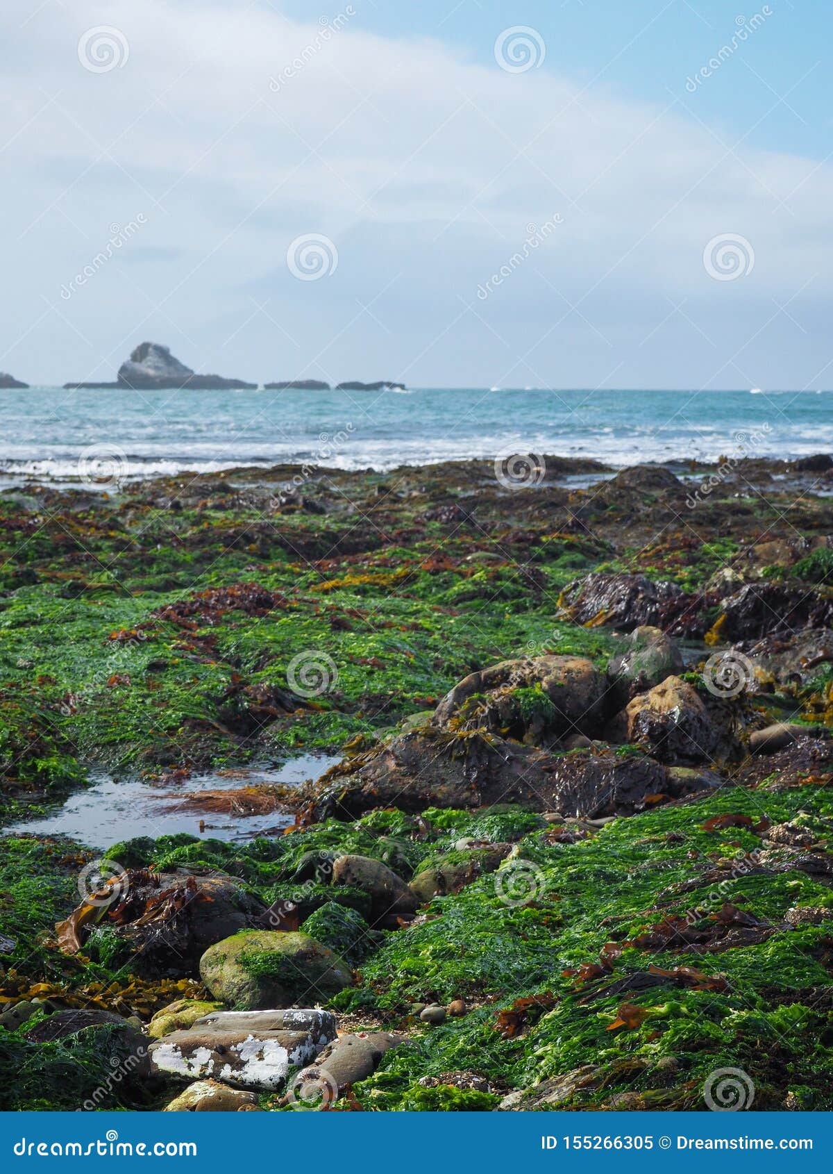 Tide Pools Covered in Seaweed Stock Image - Image of greyhound ...