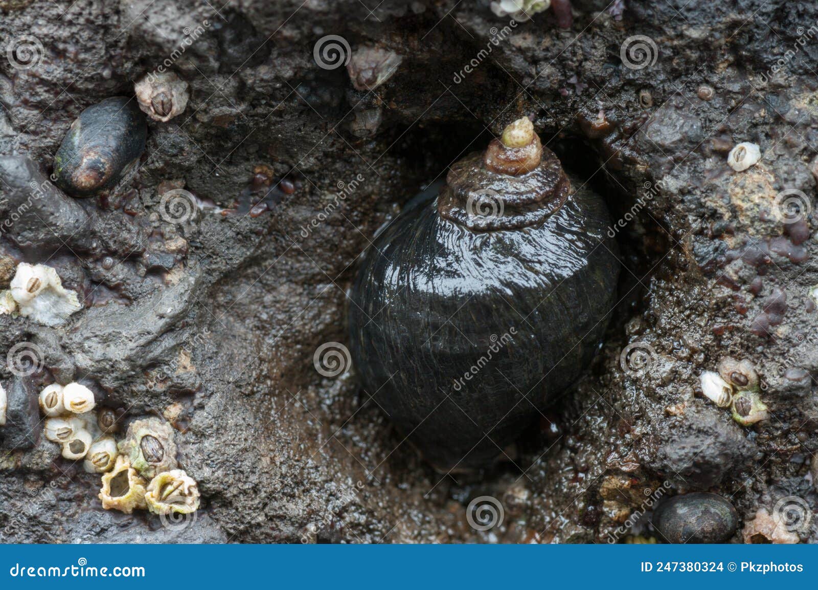 Tidepool organisms stock photo. Image of oregon, limpet - 247380324