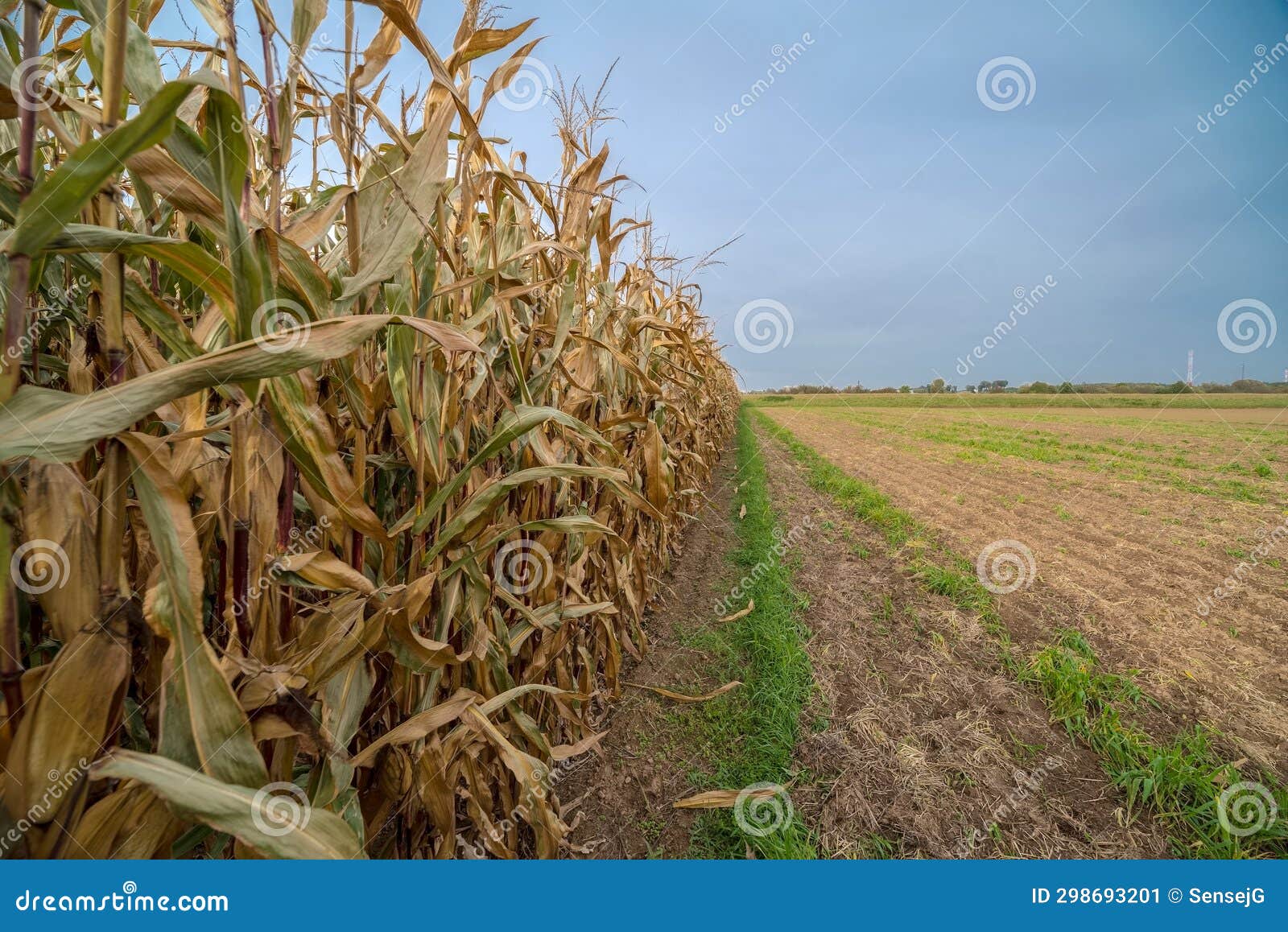 A Field of Corn Ripe for Harvest Under a Dark Autumn Sky. Stock Image ...