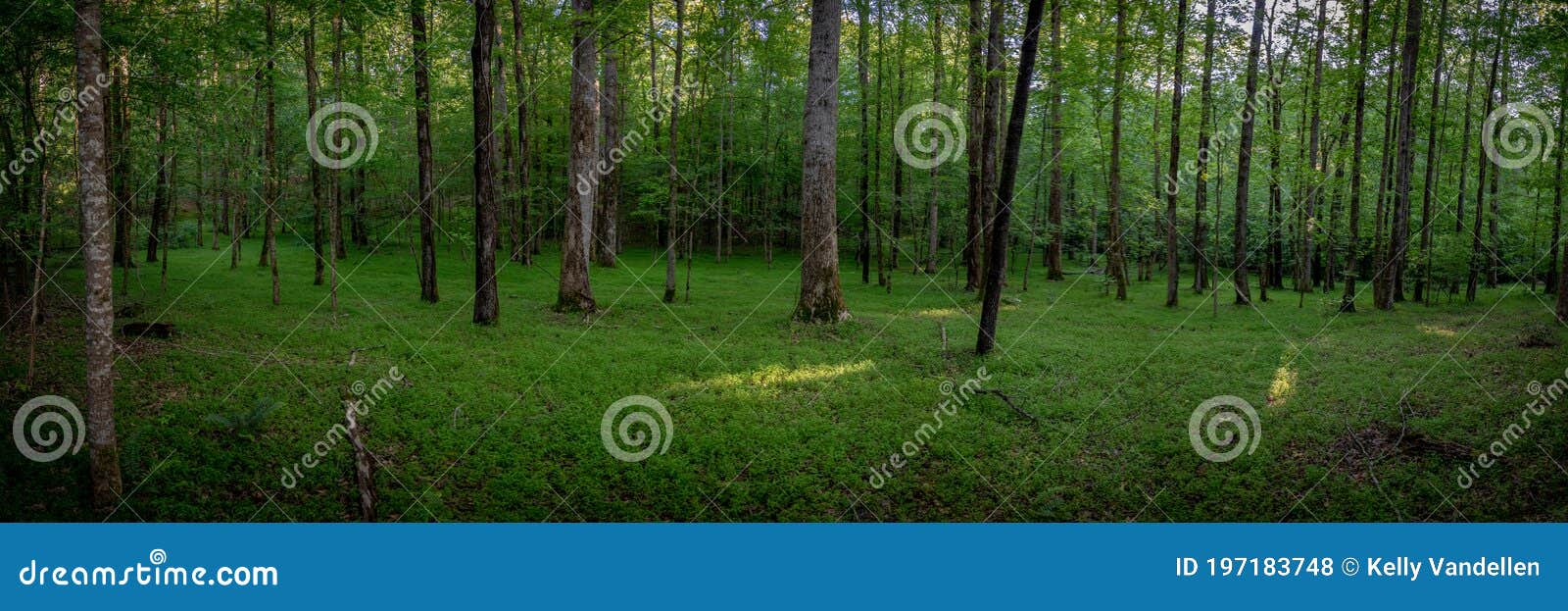 Tidy Forest Floor stock photo. Image of clean, trees - 197183748