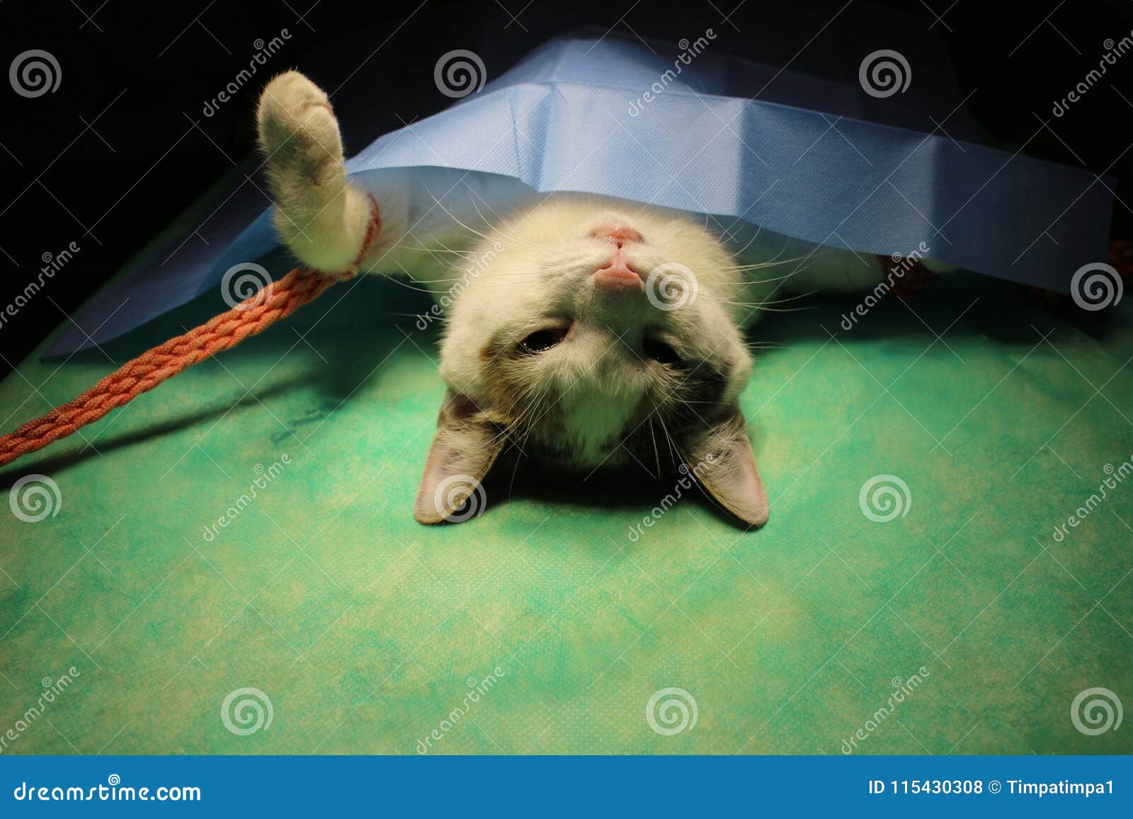 Tied cat in anesthesia stock photo. Image of tied, theatre - 115430308