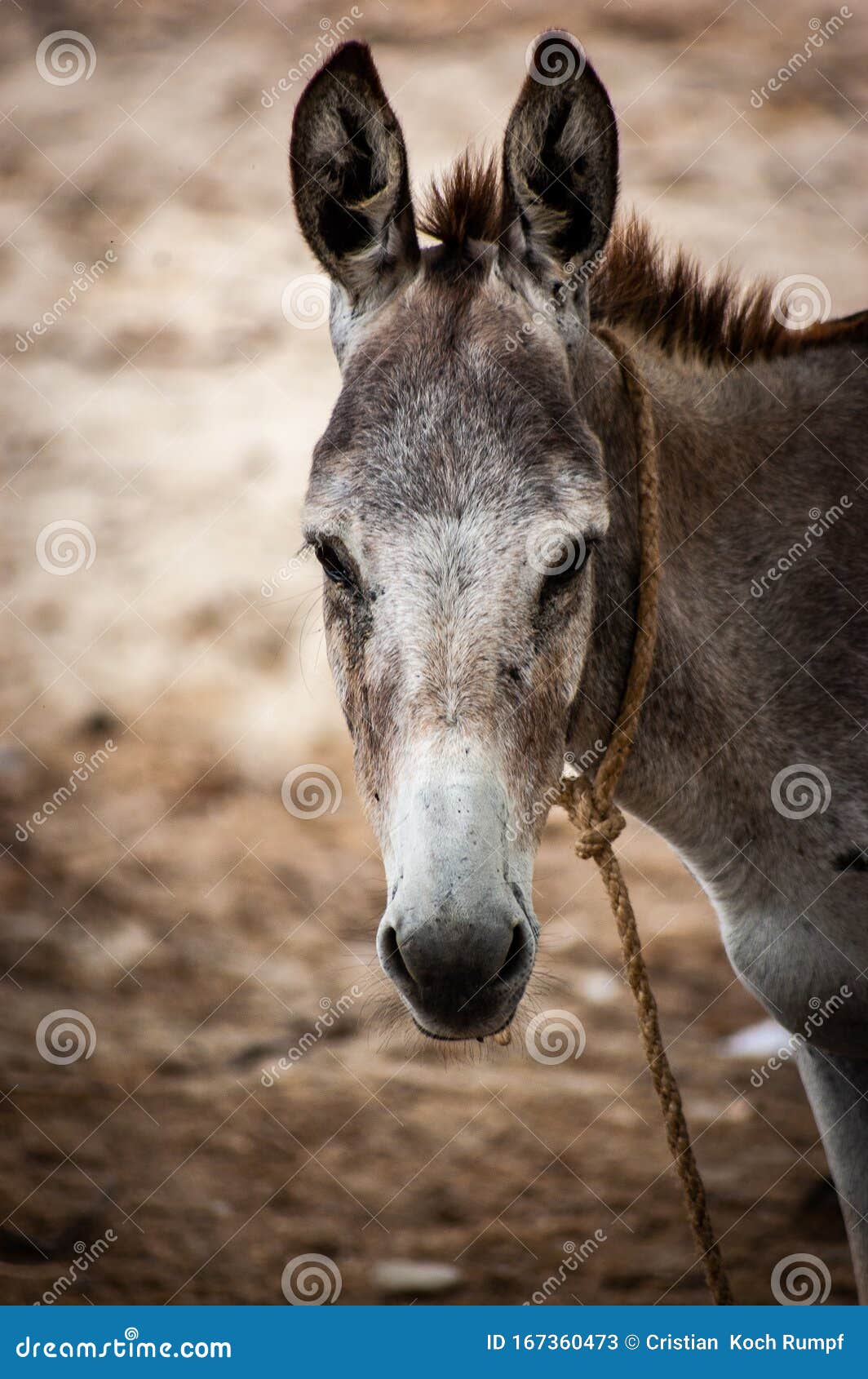 Tied Donkey Looking at Camera Stock Image - Image of transport, donkey ...